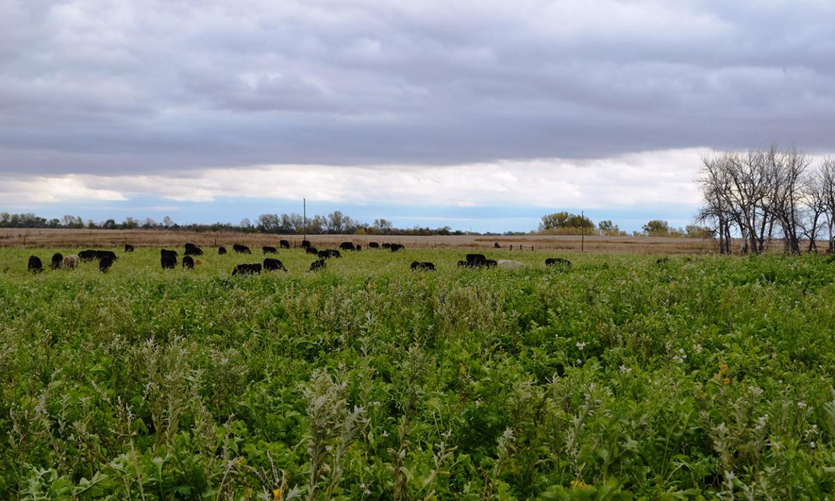 Extend the Grazing Season With Cover Crops