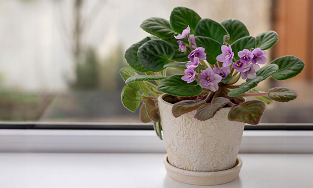 African Violet: Houseplant How-To