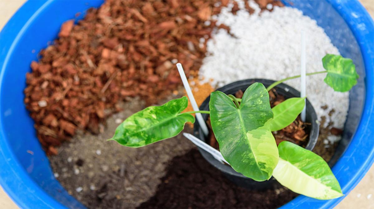 Philodendron: Houseplant How-To