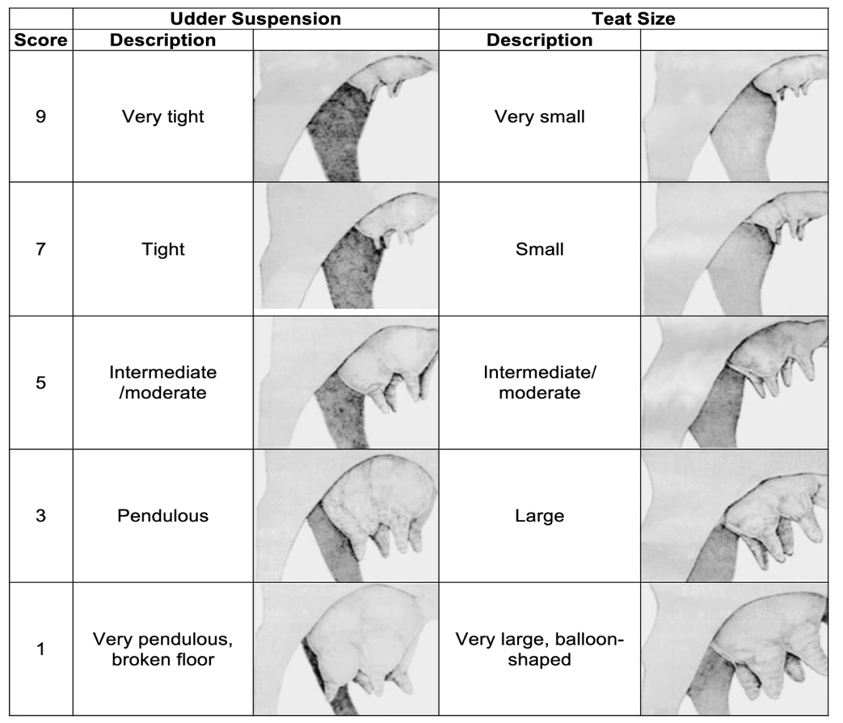How Does Your Herd Measure Up? by: Madison Kovarna, SDSU Extension Beef ...