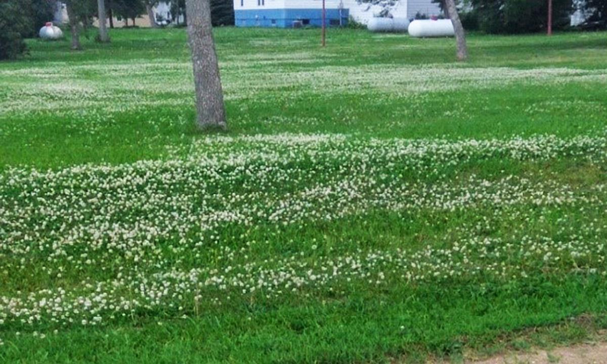 Buzzworthy Backyards: How Bee Lawns Are Reinventing Green Spaces