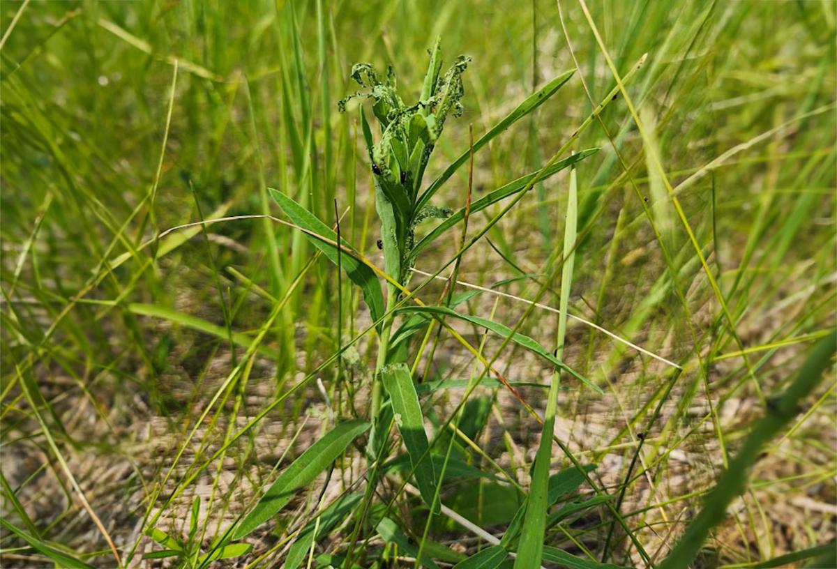 Leafy Spurge Management in the Early Summer