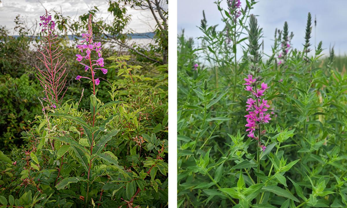 Plant Look-Alikes: What’s the Difference Between Fireweed and Purple Loosestrife?