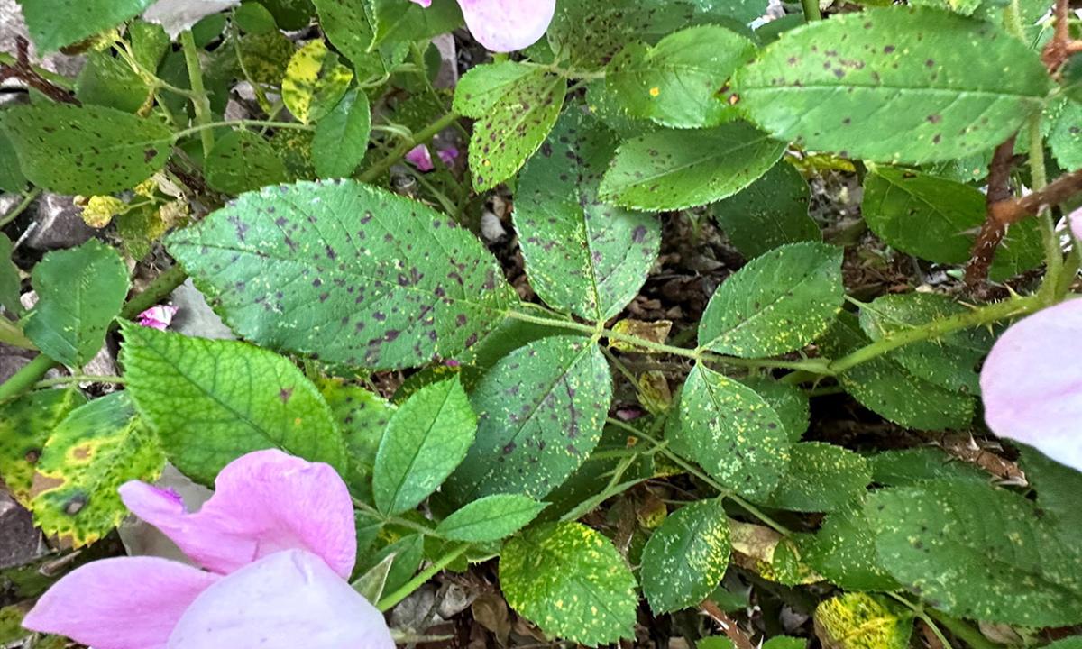 Black Spot Disease in Roses