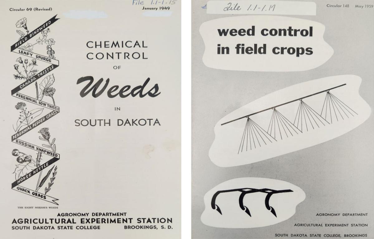 Revisiting Old Lessons in Corn Weed Management: 2,4-D and dicamba