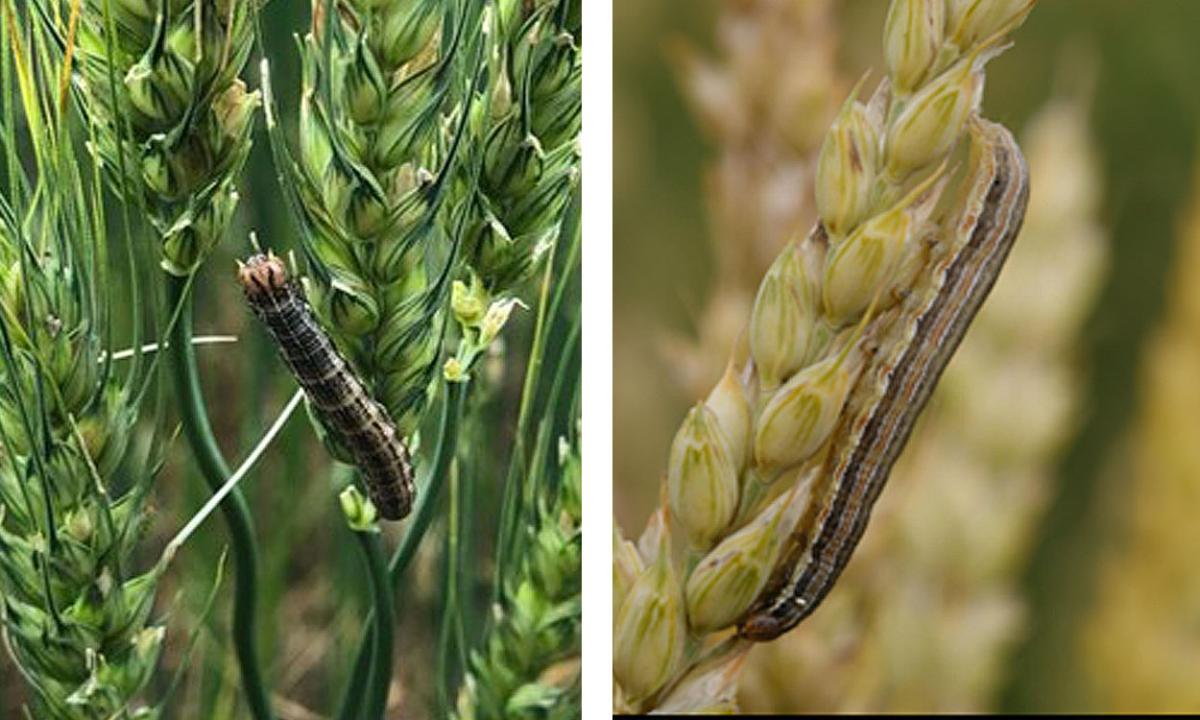 True Armyworm Caterpillars Are Active in South Dakota Wheat