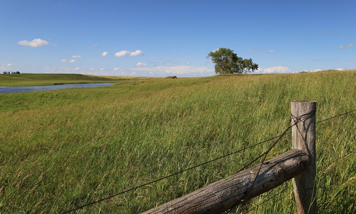 Management of Flood-Damaged Pastures