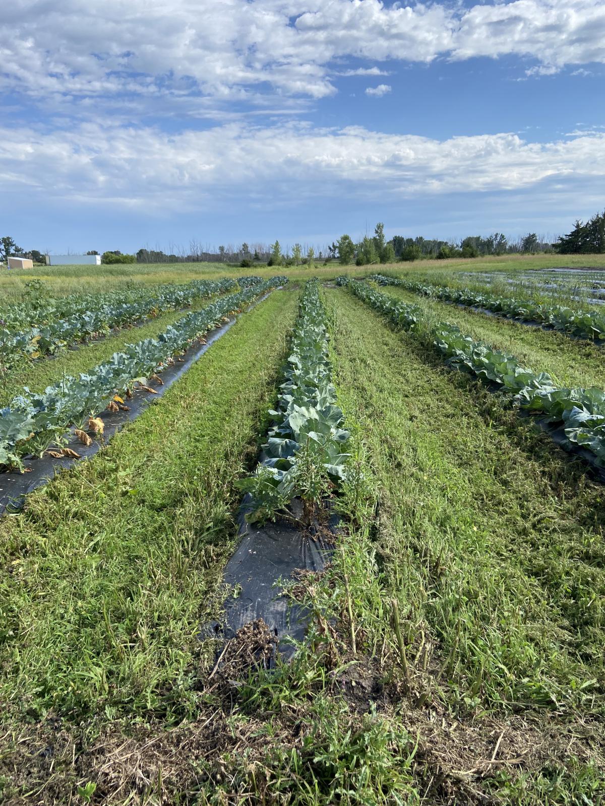 SDSU Extension, SD Specialty Producers Association to host soil, cover crop field day