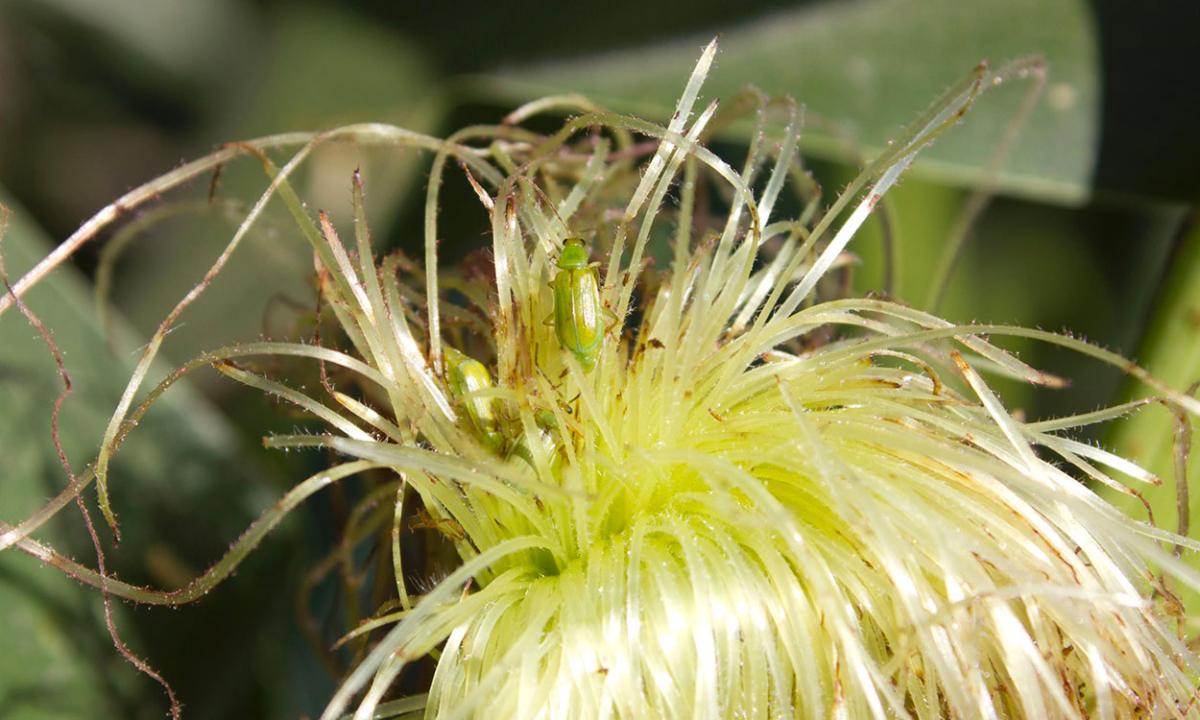Adult Corn Rootworms Are Active in South Dakota