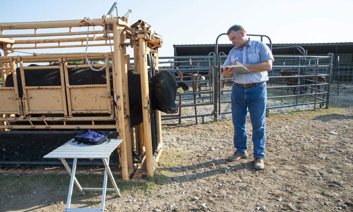 Maternal Bovine Appeasing Substance (MBAS)