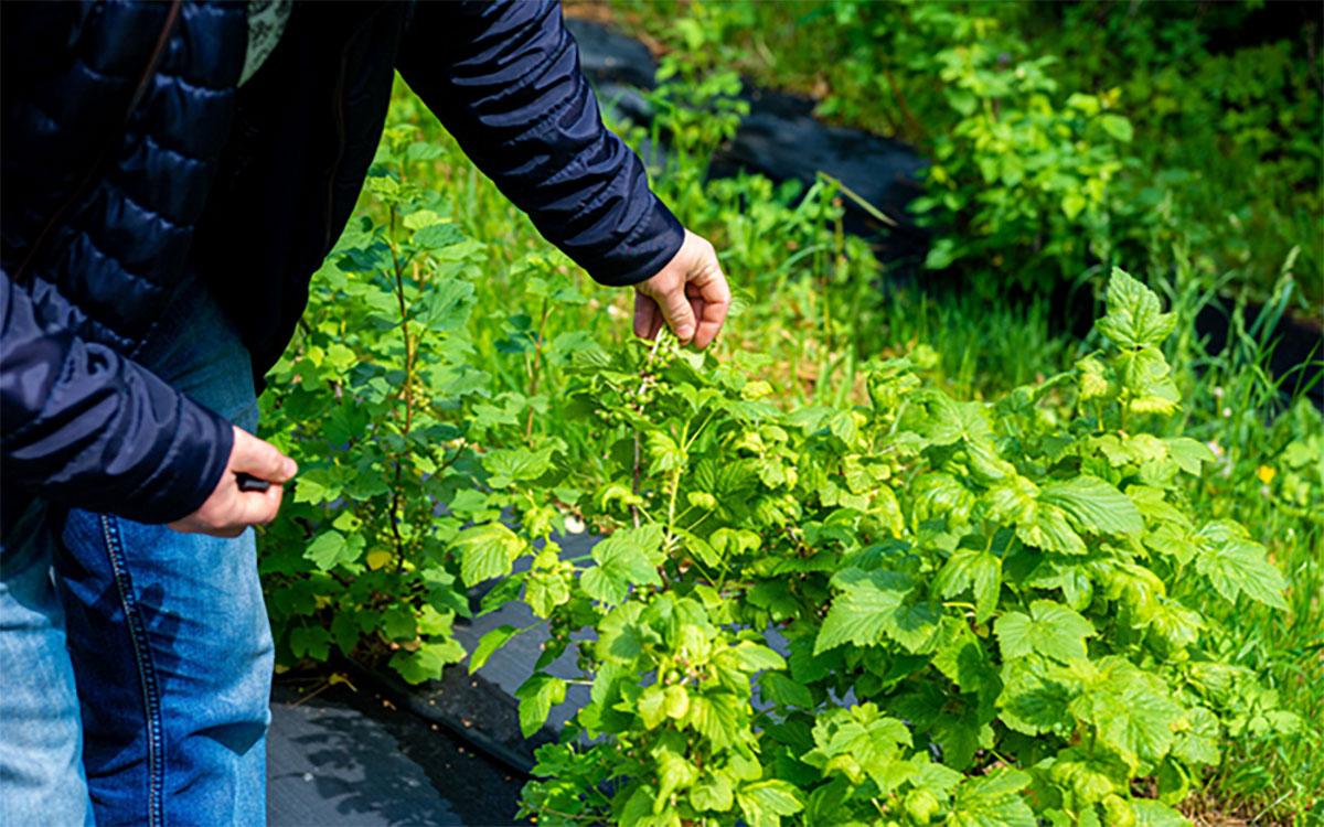 Currants: How to Grow It