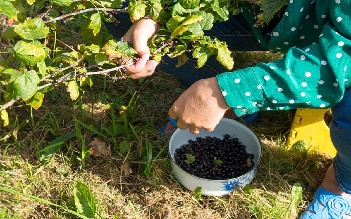 Currants: How to Grow It