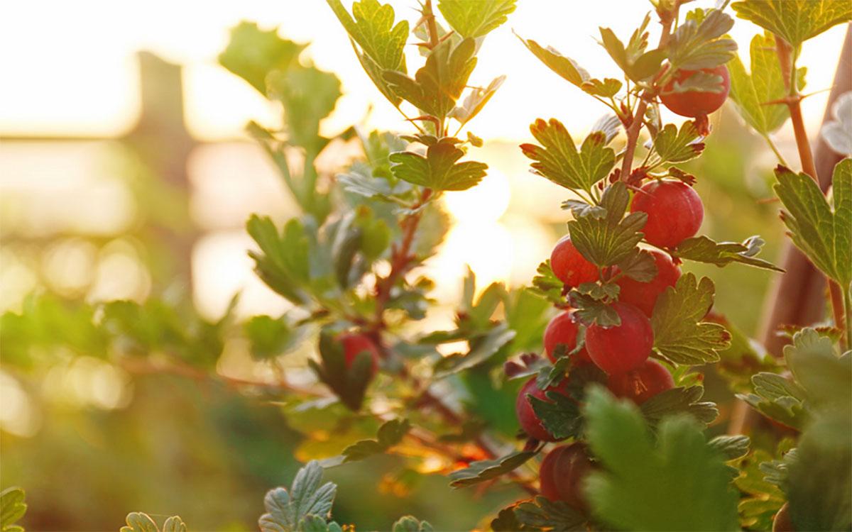 Gooseberry: How to Grow It