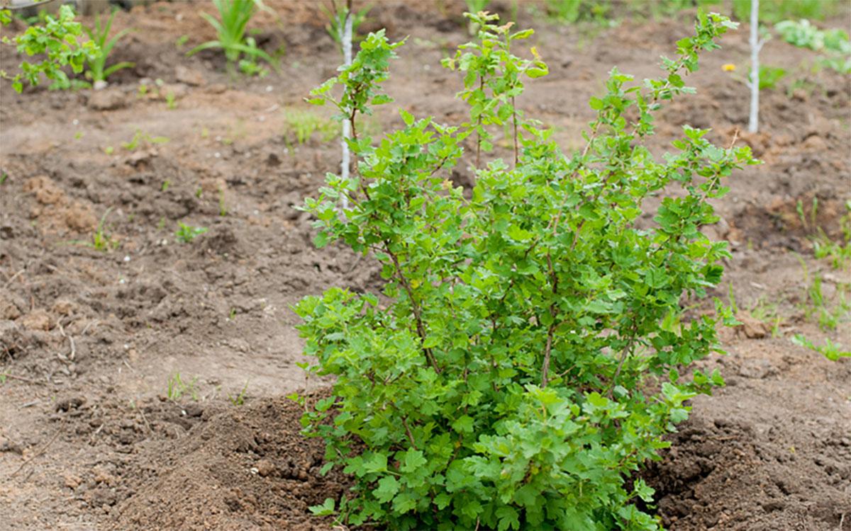 Gooseberry: How to Grow It