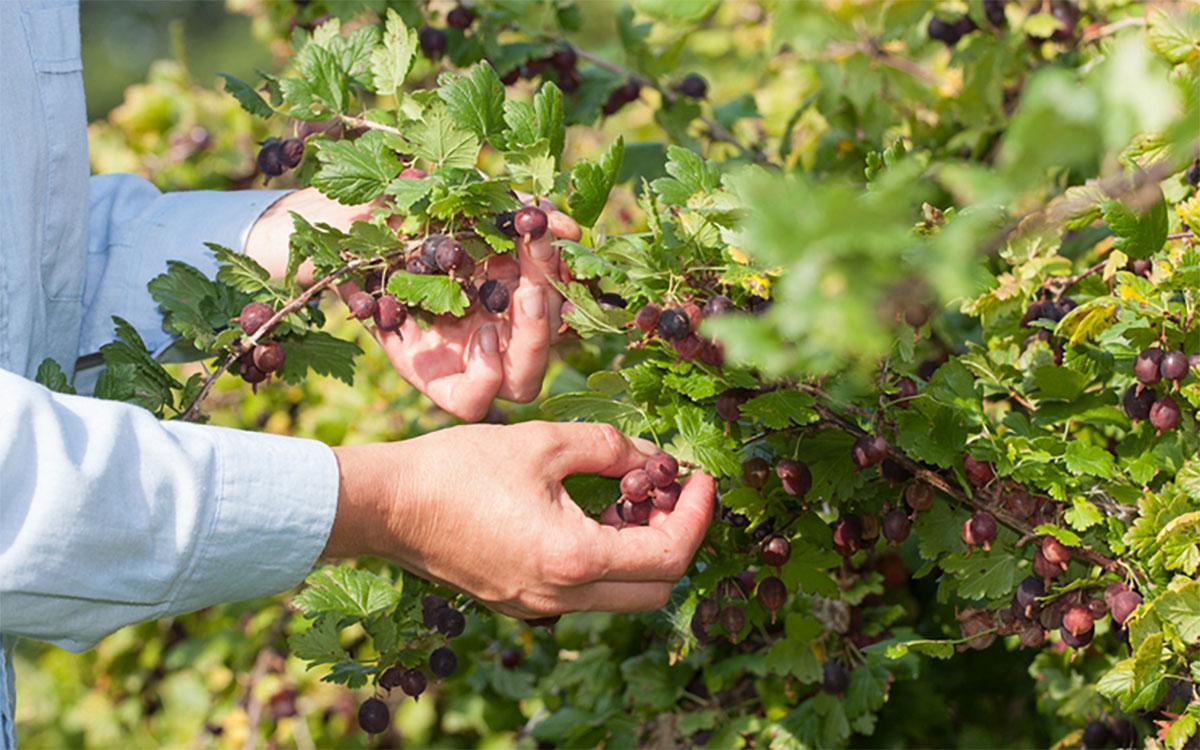 Gooseberry: How to Grow It