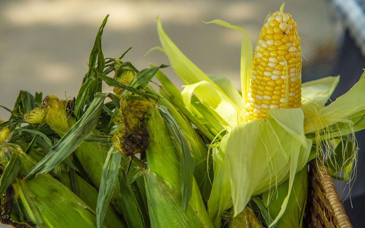 Growing Sweet Corn Successfully in South Dakota