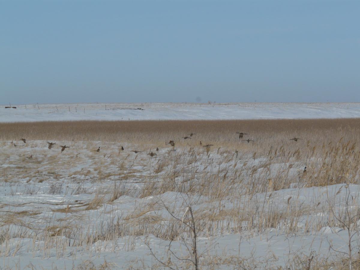 The Importance of Wetlands in Winter