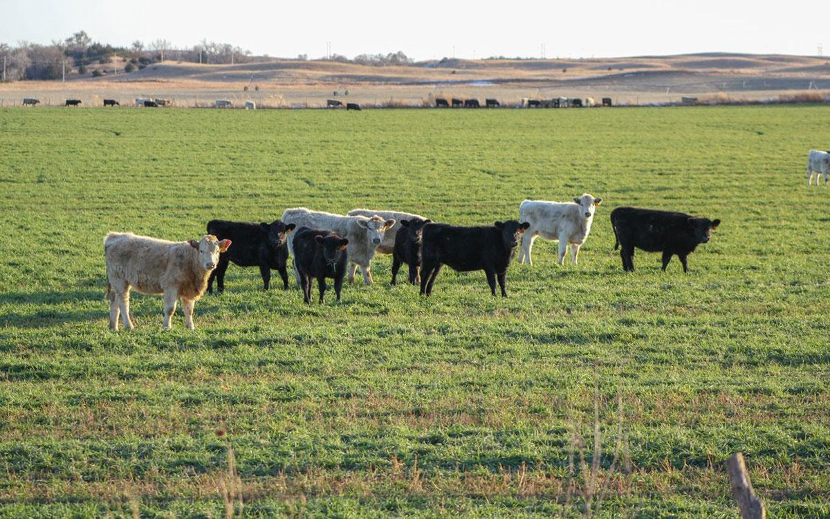 Increasing Adaptability With Alternative Grazing Strategies