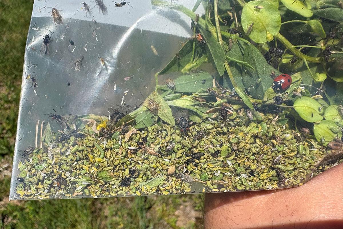 Learn about alfalfa weevil at Northern Plains Forage Association annual ...