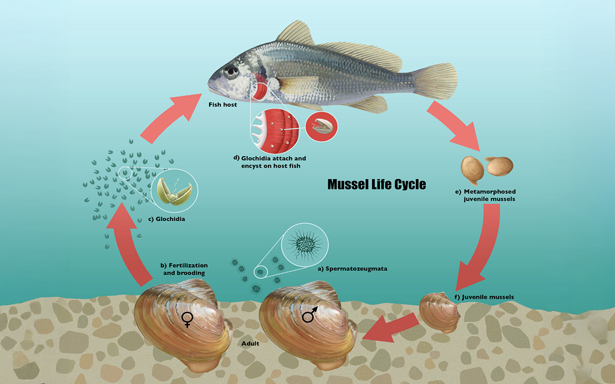 The Importance of Fish for Native Freshwater Mussel Reproduction