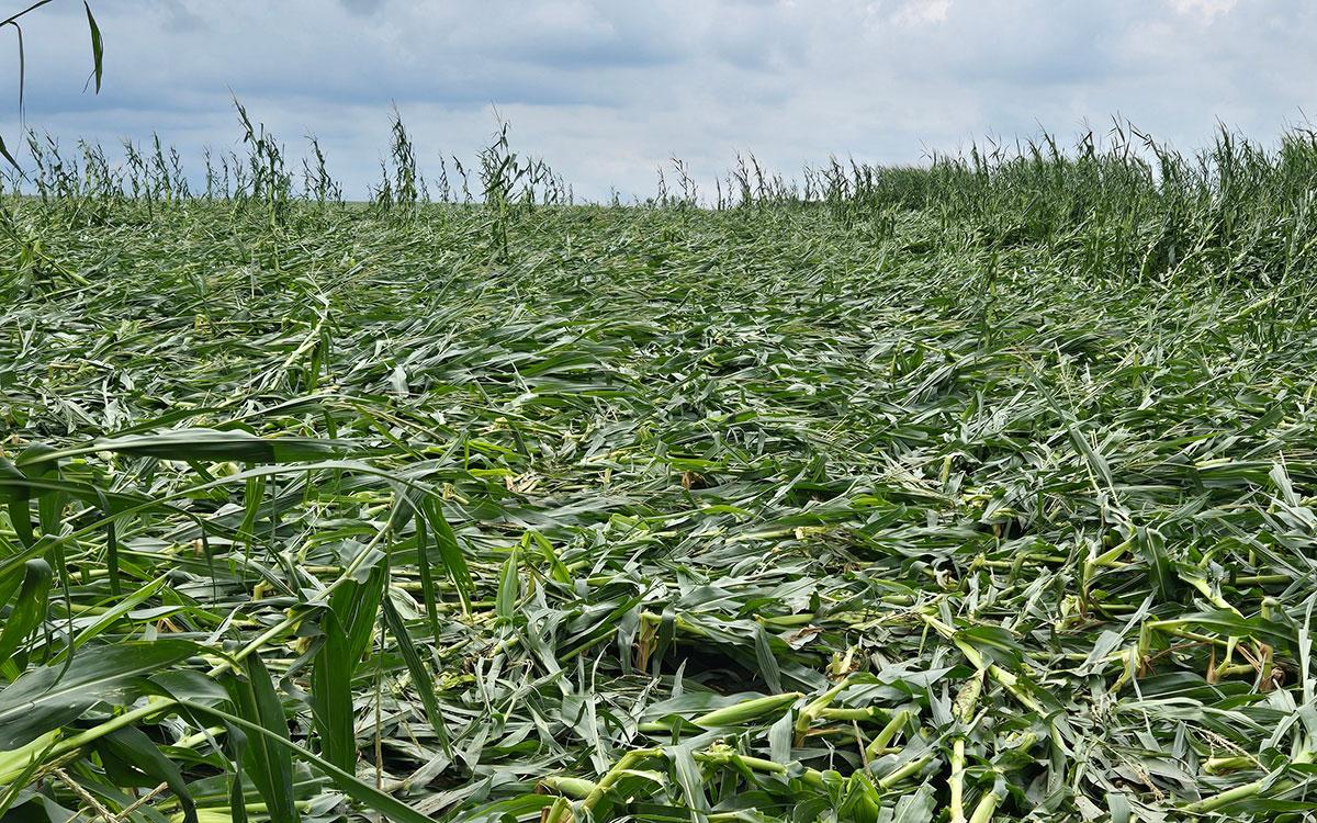Are Fungicides Needed On Hail-Damaged Crops?