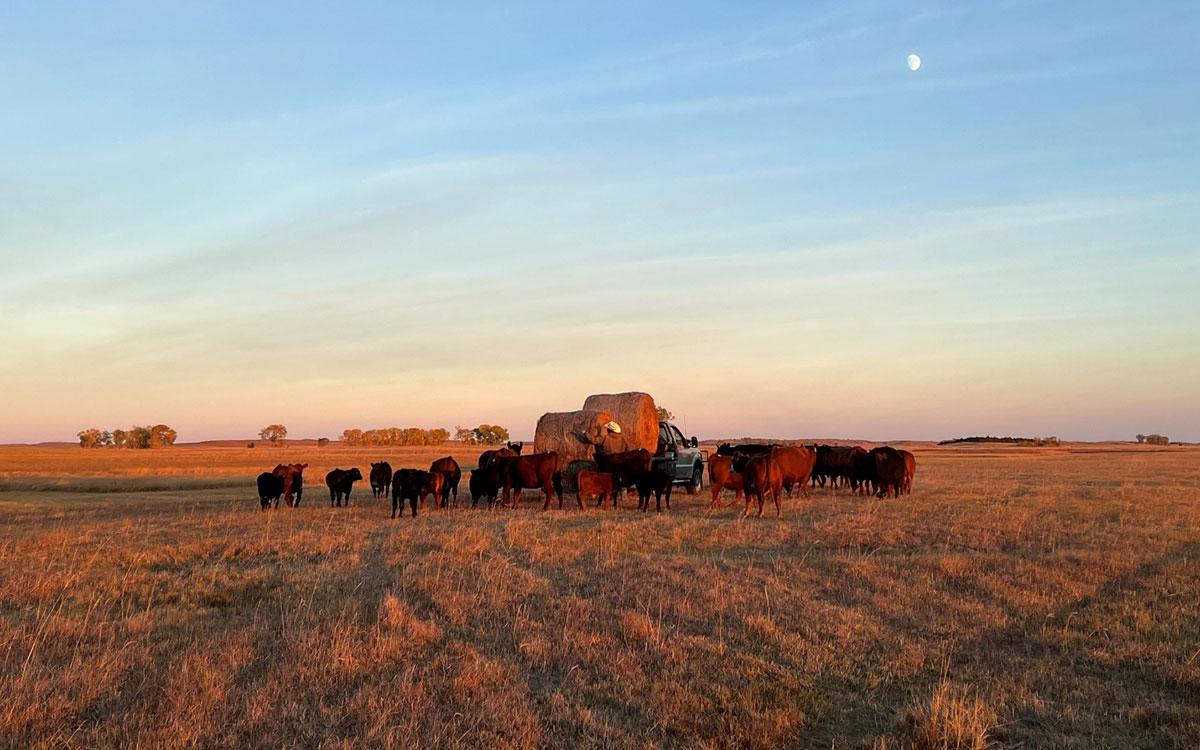 Fall Pasture Report: Considerations for Dormant Season Grazing