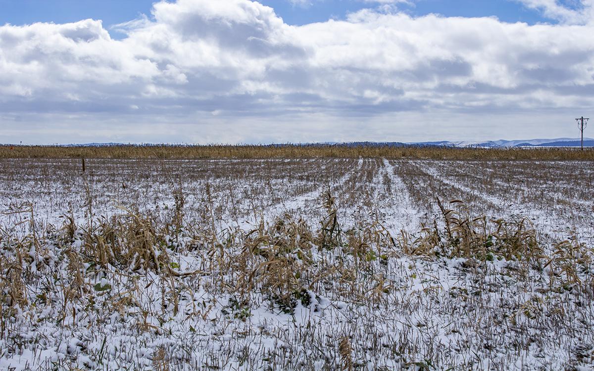 Now is the Time to Prepare Your Weed Management Plan for the 2026 Growing Season