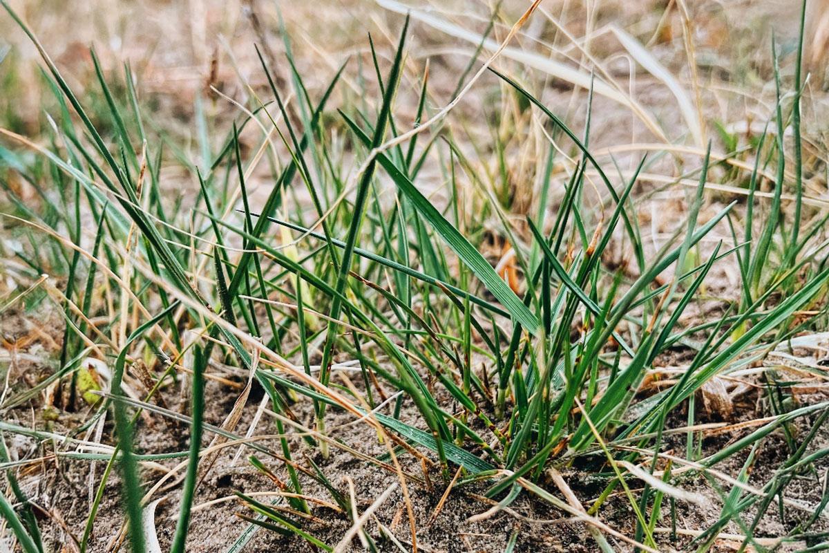 Winter Pasture Report: How Winter Moisture Shapes Spring Grazing Decisions