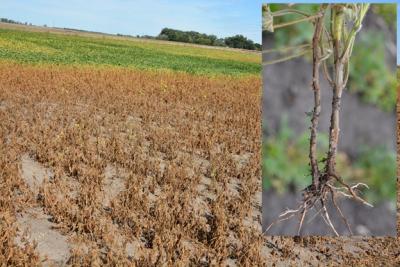 Late-Season Soybean Diseases: Know what’s killing your soybeans
