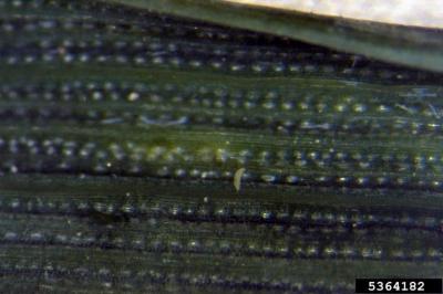 Managing Wheat Curl Mite