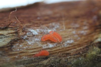 Small red maggots under your soybean plants’ epidermis? We have answers.
