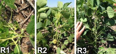 Plant Nutrient Analysis: Do your soybeans have the right stuff?