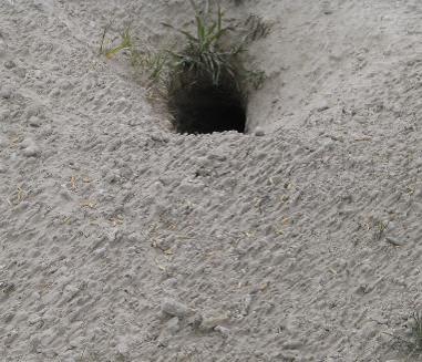 Prairie Dog Management in South Dakota