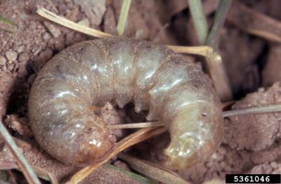 Monitor Alfalfa for Cutworm Activity