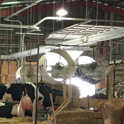 Combating Heat Stress in Lactating Dairy Cows