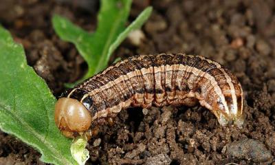 Monitor Wheat for Early-Season Cutworm Activity