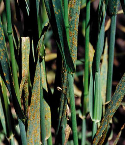 Does Crown Rust in Oats Cause Problems for Livestock?