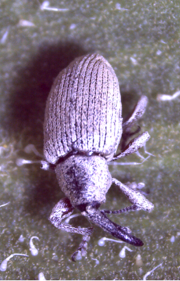Gray Sunflower Seed Weevils
