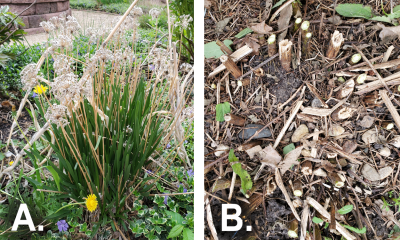 Spring Garden Maintenance