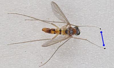 Flying Gems: Long-Legged Flies