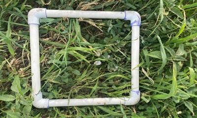 Integrating Clover Cover Crops for Pepper and Broccoli Production