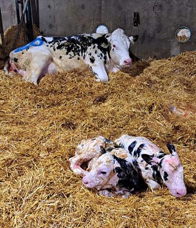 Calving in Dairy Cows: Step by Step