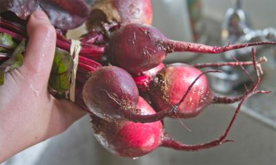 Table Beets: Harvest and Storage