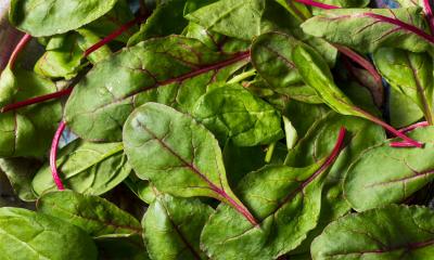 Table Beets: Harvest and Storage