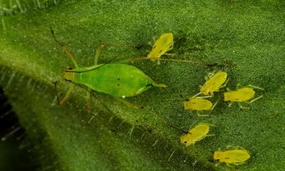 Understanding and Managing Cucumber Mosaic Virus