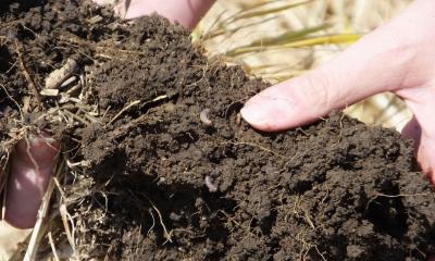 What Makes Up a Healthy Soil?