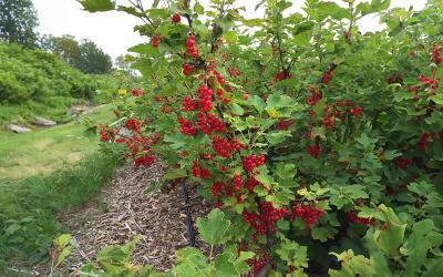 Currants: How to Grow It