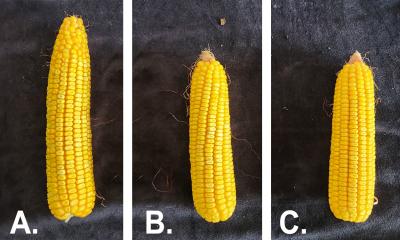 Another Revisitation of Using 2,4-D and Dicamba for Corn Weed ...