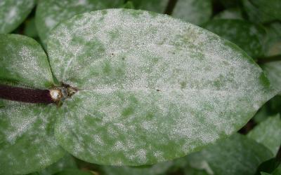 Powdery Mildew Presence in Your Garden: How to identify and prevent it