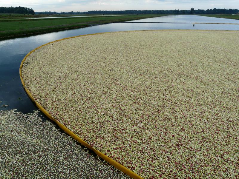 Cranberries: A colorful and nutritious fruit